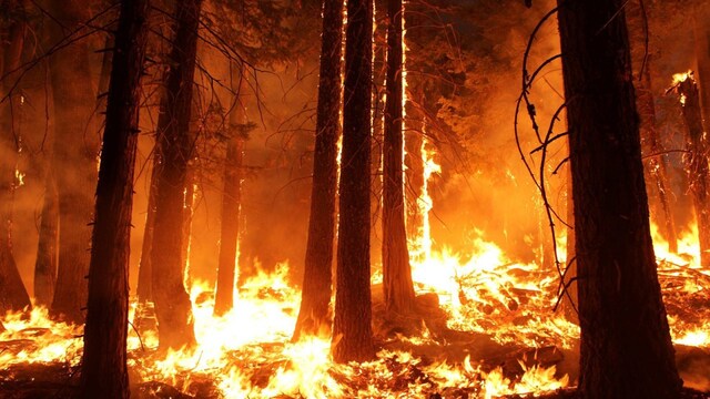 भारत में 10 गुना बढ़ीं आग लगने की घटनाएं, CEEW ने बताई वजह - forest ...