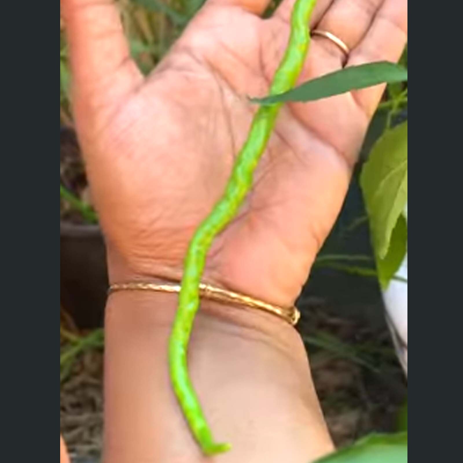 कभी देखे हैं पौधे में उगने वाले ''सांप'? तुर्की में चाव से खाई जाती है ...