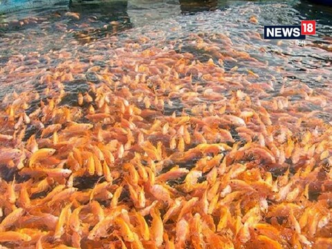 Fish Farming Tips: RAS तकनीक से मछली पालन करें किसान, 10 गुना तक मछली ...