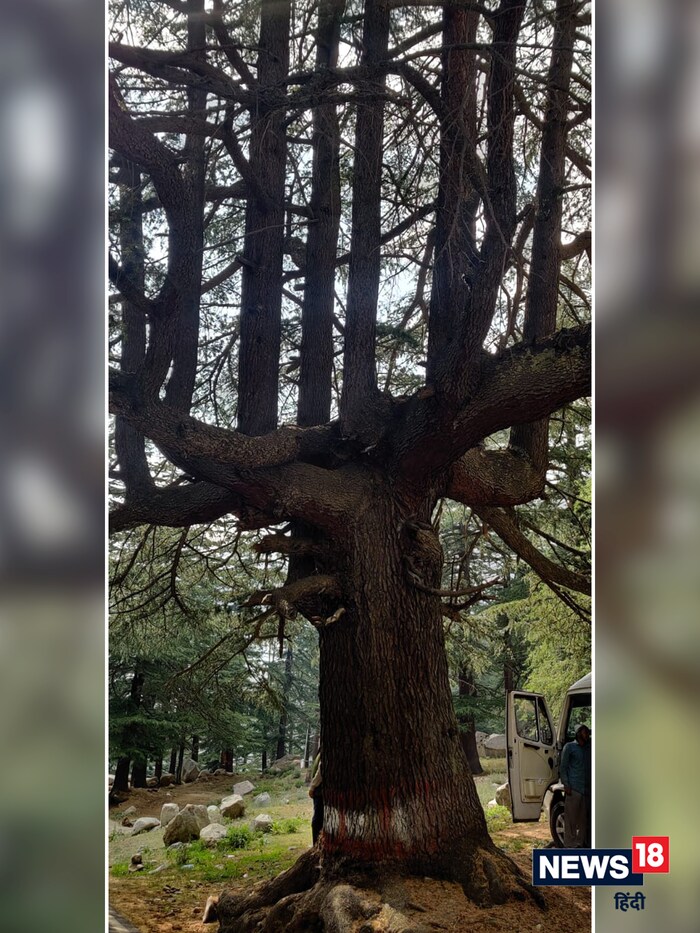 उत्तरकाशी का यह अलौकिक पेड़ खुद में समेटे है 20 विशाल देवदार, ऑल वेदर ...