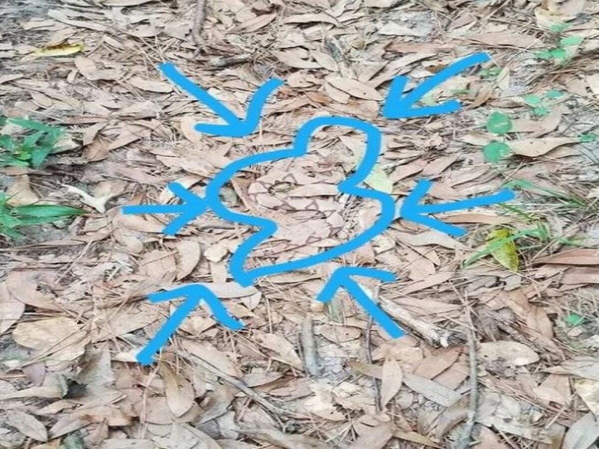 सूखे पत्तों के बीच छिपा है खतरनाक सांप, 99 प्रतिशत लोगों की नजरों ने खा ...