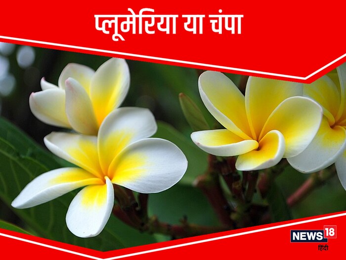 इन 5 तरह के फूलों से महक उठेगी आपकी बालकनी - home decor tips decorate ...