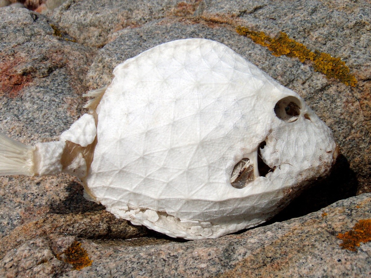 मीनपंख से विकसित हुआ था इंसान का मध्य कान, चीनी शोध का खुलासा - human ...