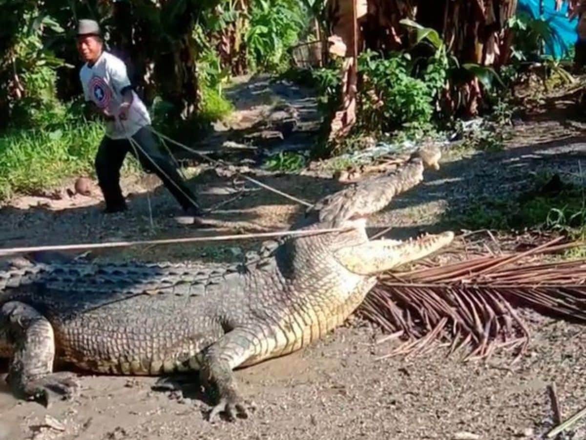 VIDEO: 14 फीट लंबे मगरमच्छ से अकेले भिड़ गया शख्स, सिर्फ रस्सी के सहारे ...