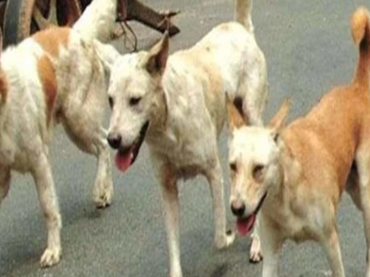 देश में वे कौन से राज्य हैं, जहां एक भी आवारा कुत्ता नहीं है? जानें ...