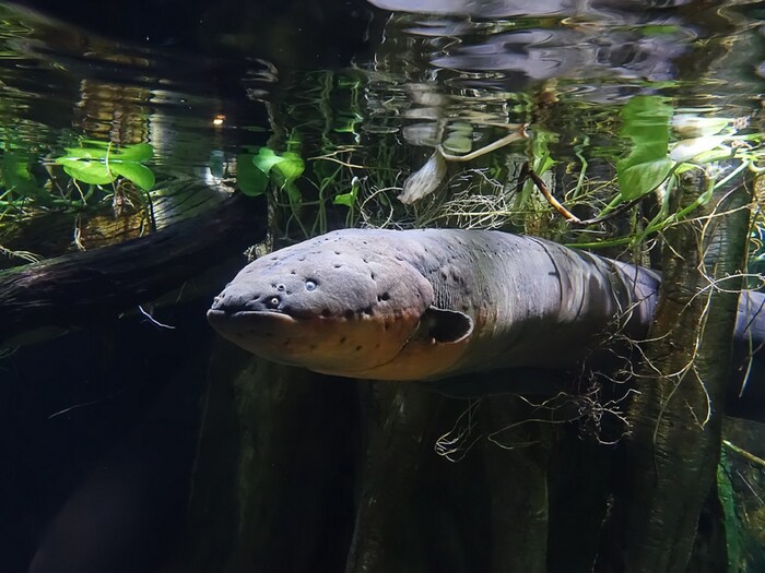 Electric Fish के विद्युत अंगों का कैसे हुआ विकास? - electric fishes ...