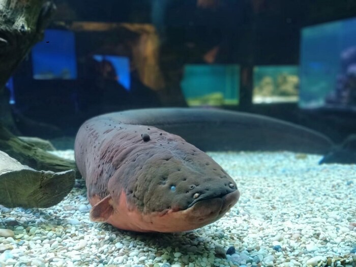 Electric Fish के विद्युत अंगों का कैसे हुआ विकास? - electric fishes ...