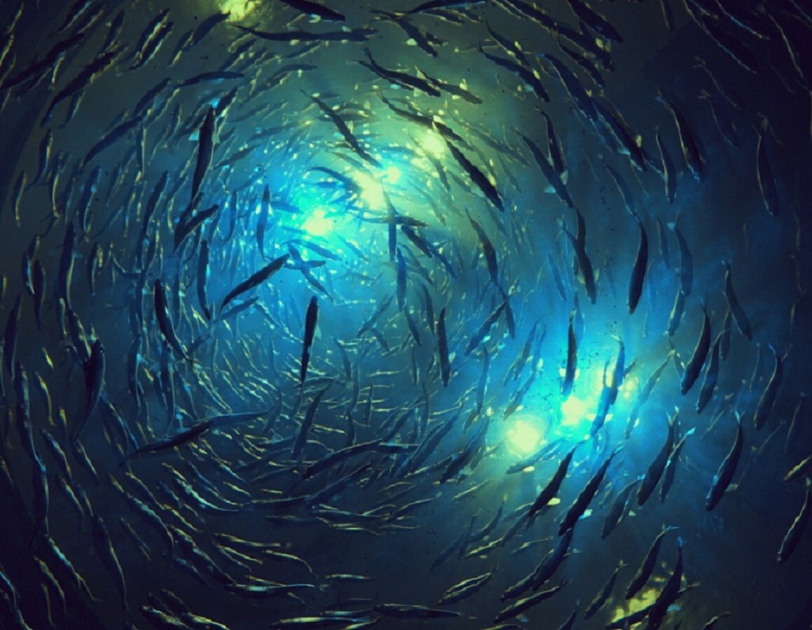 क्या कहता है विज्ञान: पानी में कैसे सांस लेती हैं मछलियां - what does ...