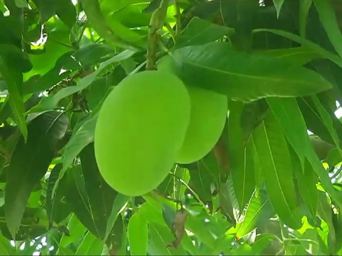 OMG! रटौल आम को टक्कर दे रहा है मेरठ का लडंकू, ख़ुशबू ऐसी कि महक जाए ...