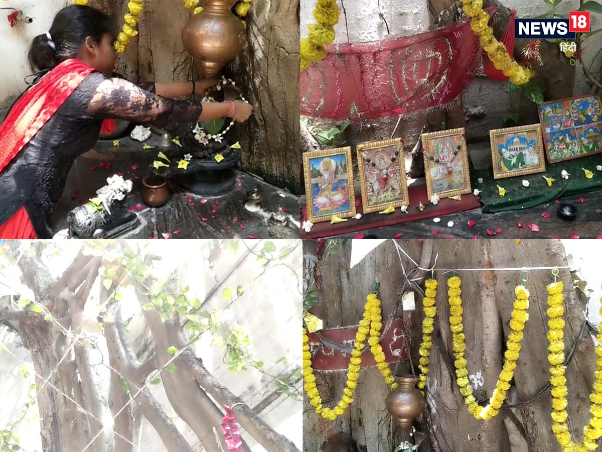 दुकान के अंदर पीपल का 50 फीट ऊंचा अनोखा पेड़, मंदिर की तरह फैला है तना ...