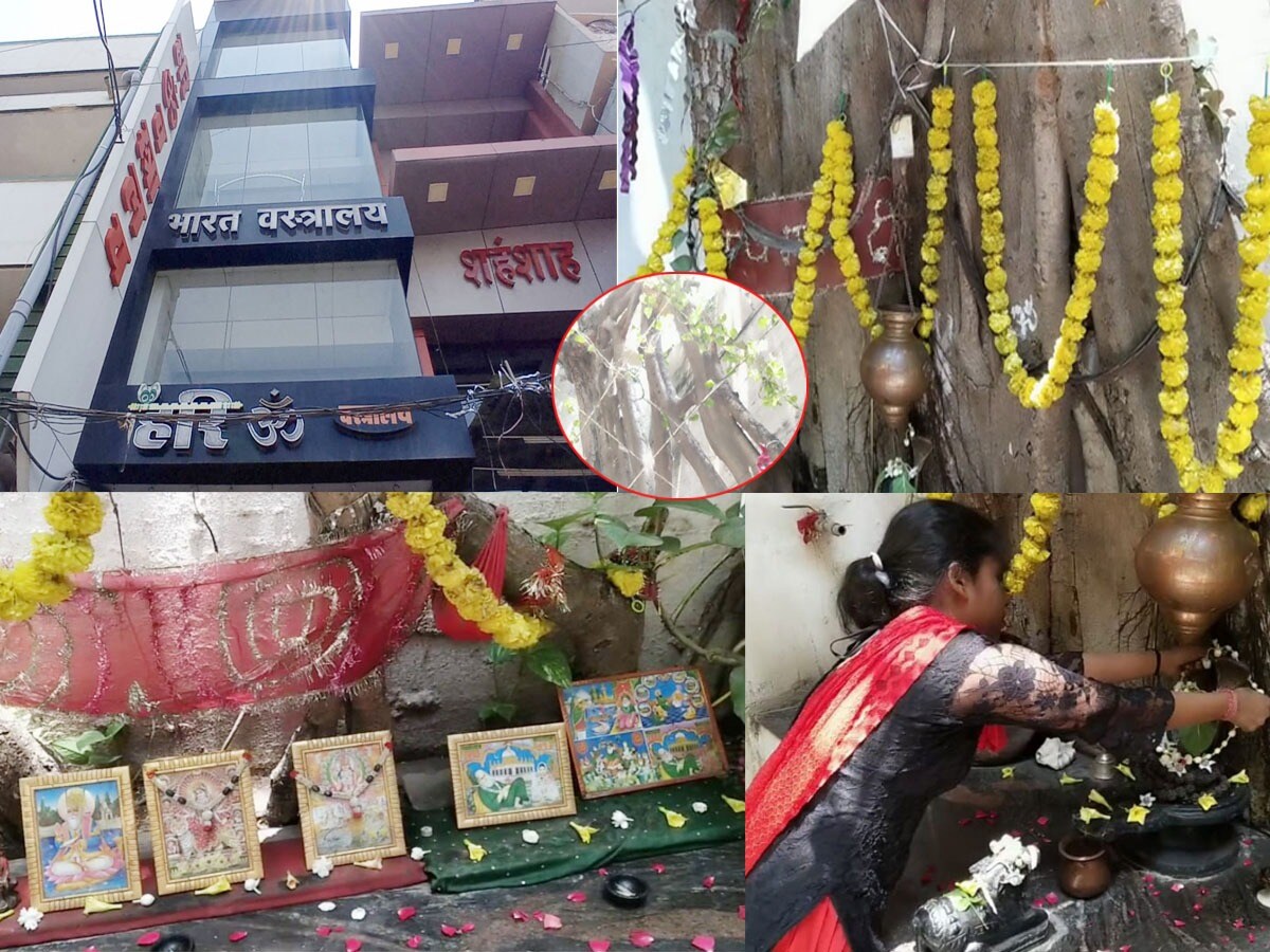 दुकान के अंदर पीपल का 50 फीट ऊंचा अनोखा पेड़, मंदिर की तरह फैला है तना ...