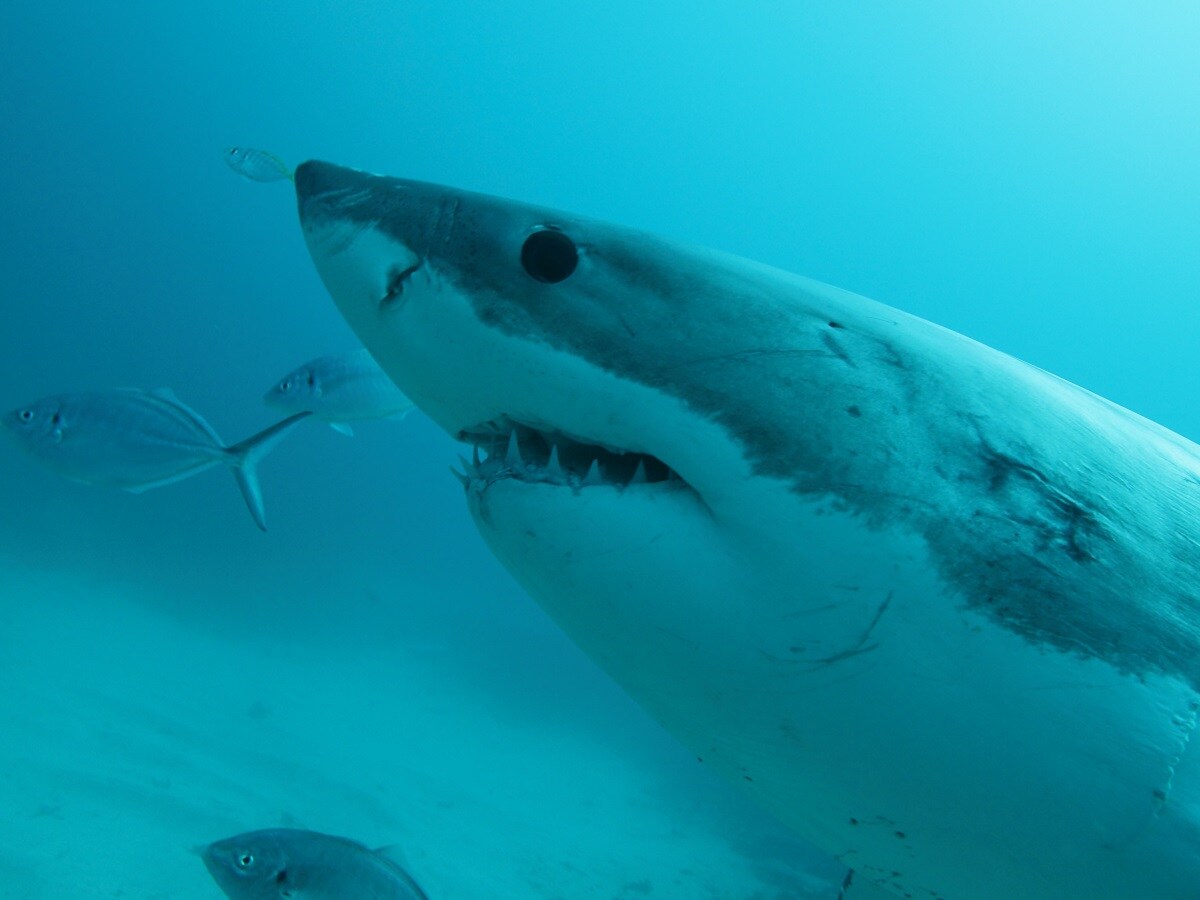 मीनपंख से विकसित हुआ था इंसान का मध्य कान, चीनी शोध का खुलासा - human ...