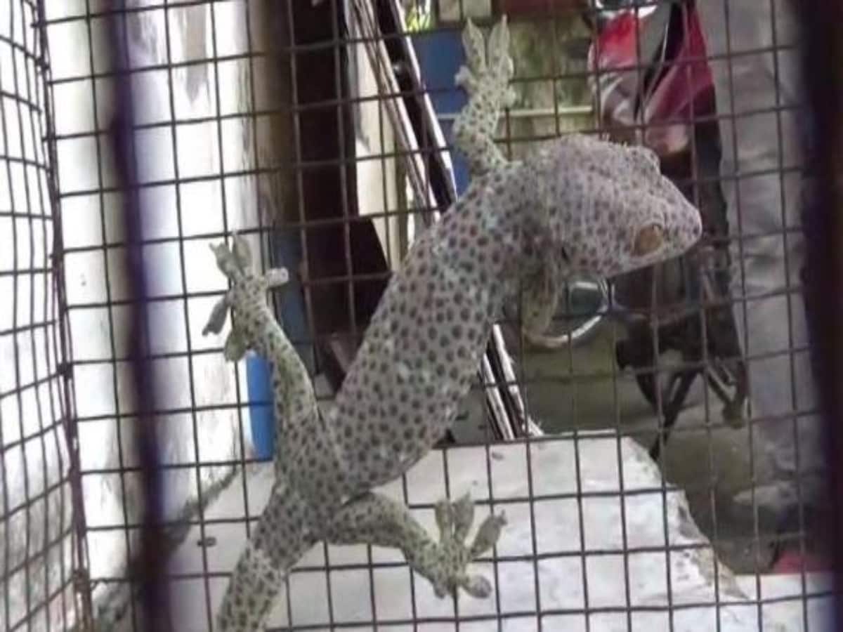 BMW-फरारी से भी महंगी है ये 1 बिहारी छिपकली, कीमत जान उड़ जाएंगे होश ...