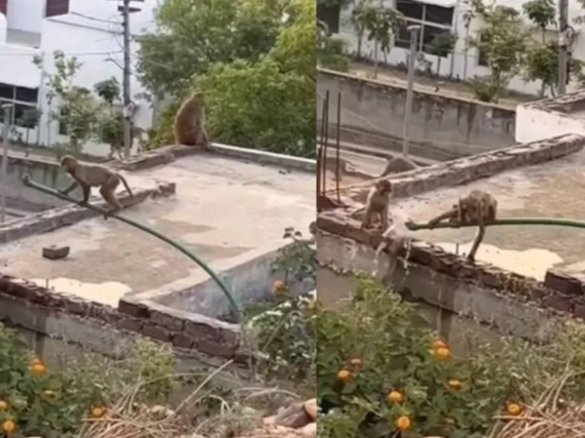 पानी पीने के लिए बंदर ने लगाया गजब दिमाग, यूं ही नहीं कहे जाते हमारे ...