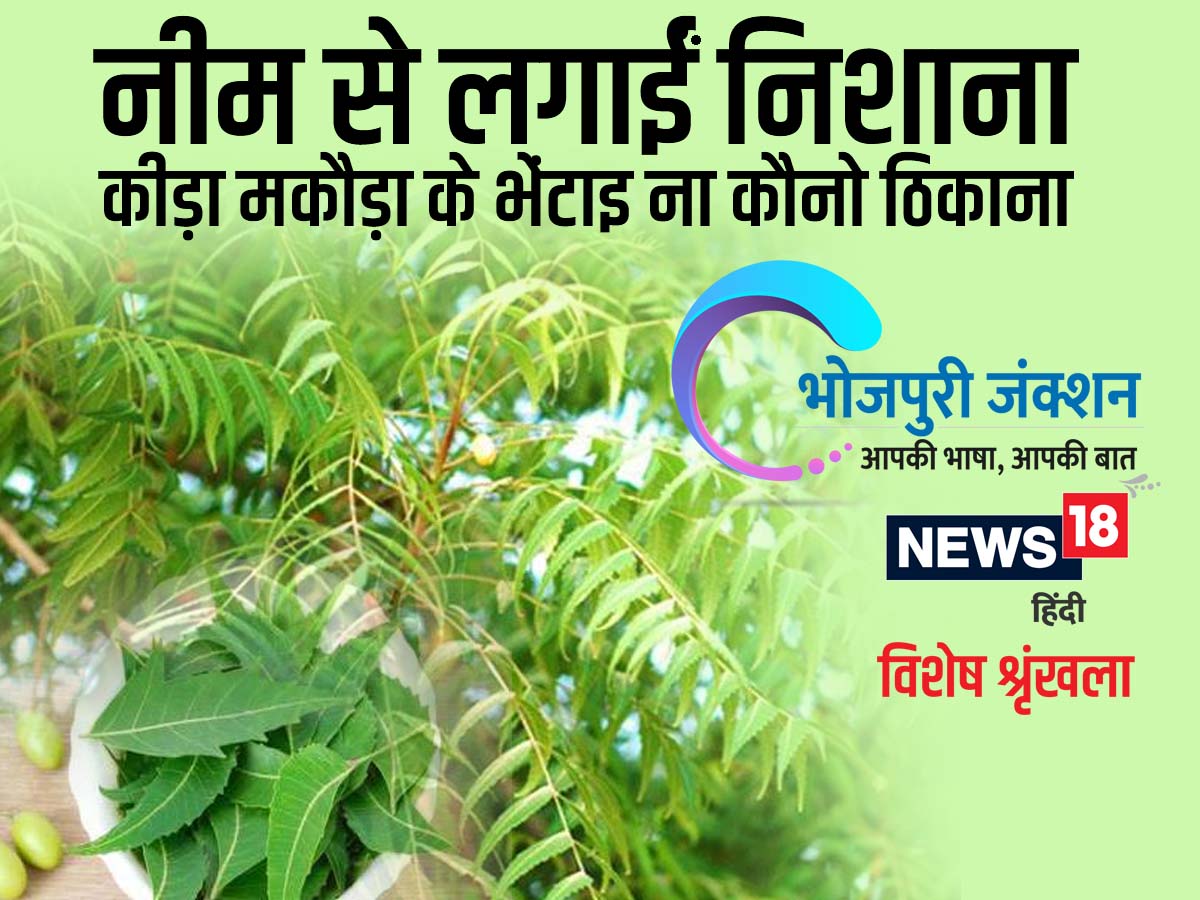 Bhojpuri: नीम से लगाईं निशाना, कीड़ा मकौड़ा के भेंटाइ ना कौनो ठिकाना ...