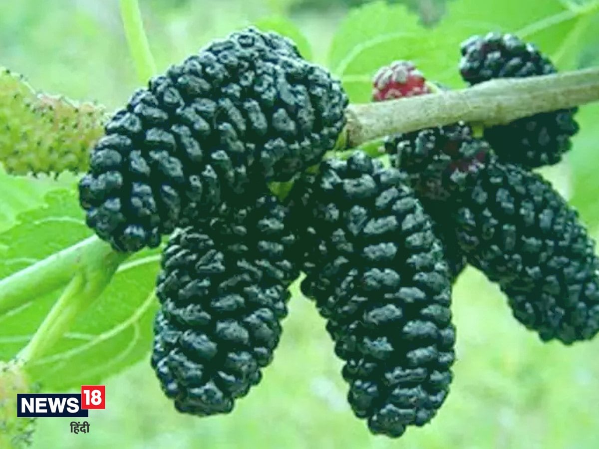 विटामिन C, आयरन से भरपूर शहतूत में है गुणों का 'खज़ाना', पढ़ें, इस फल ...