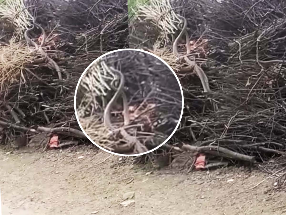 दो सांपों के बीच हुई जोरदार लड़ाई, करीब 1 घंटे चला संघर्ष, देखें वायरल ...