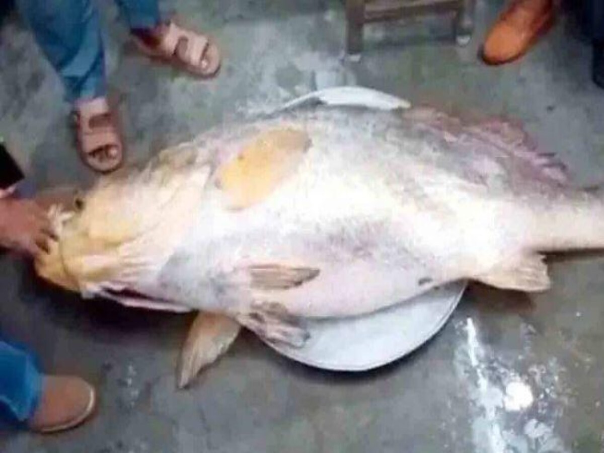 बंगाली मछुआरे ने समुद्र में फेंका जाल, 1 ही मछली ने बना डाला लखपति ...