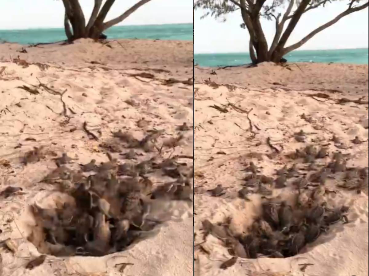 गड्ढे से एक साथ निकले कछुए के सैकड़ों नवजात बच्चे, 39 लाख लोगों ने देखा ...