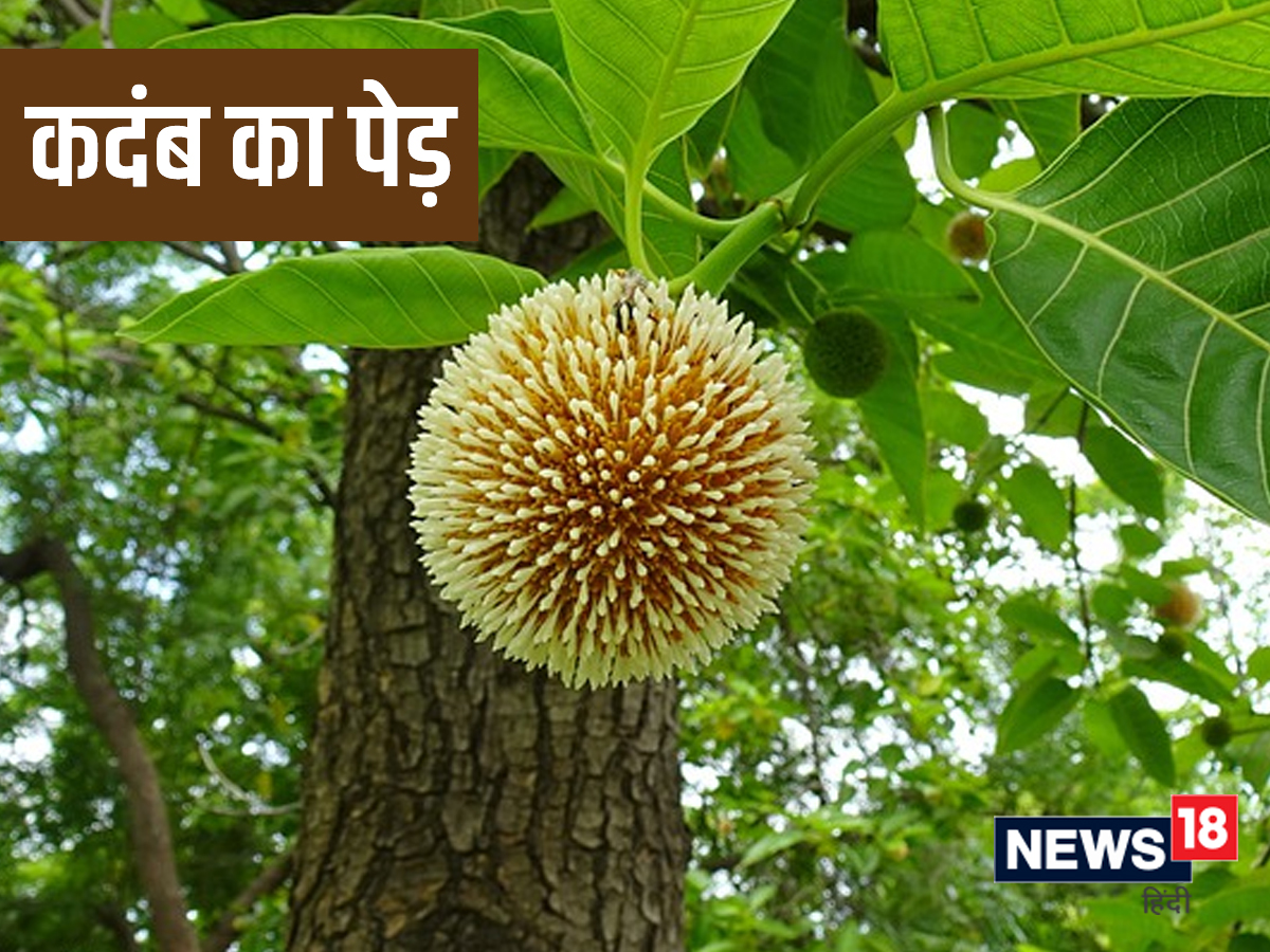 किस पेड़ में बसते हैं कौन से देवता? जानें क्या हैं धार्मिक मान्यताएं ...