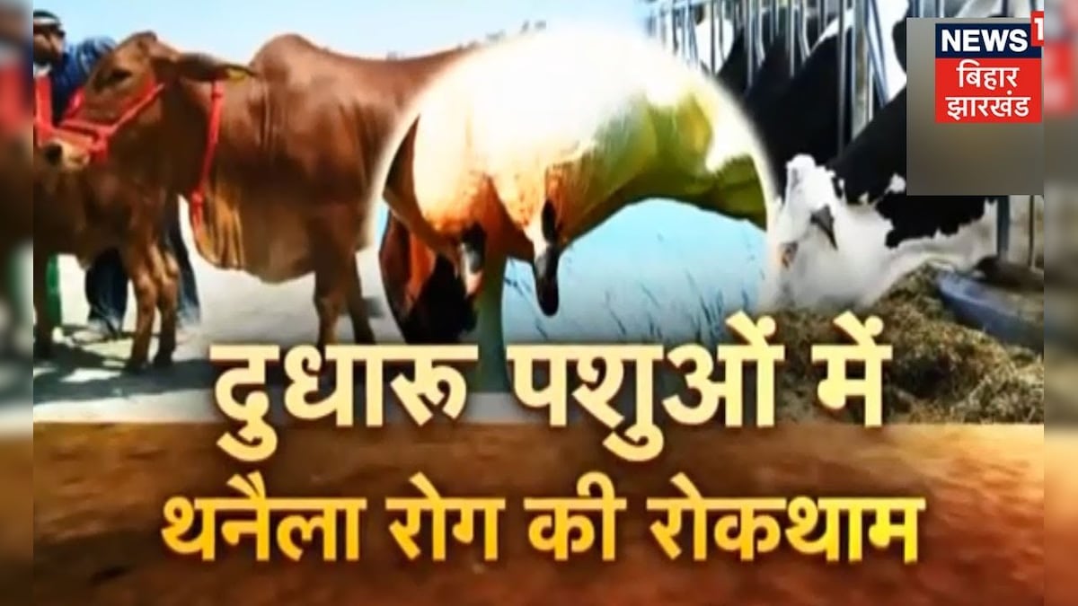 Mastitis Disease In Cows | दुधारू पशुओं में थनैला रोग की समस्या और ...