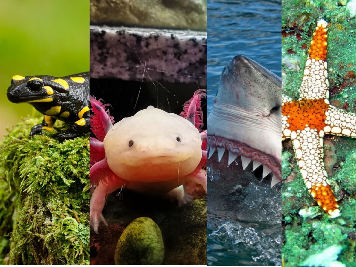 6 जानवर जो फिर से बना सकते हैं अपने शरीर के अंग - 6 animals that can ...