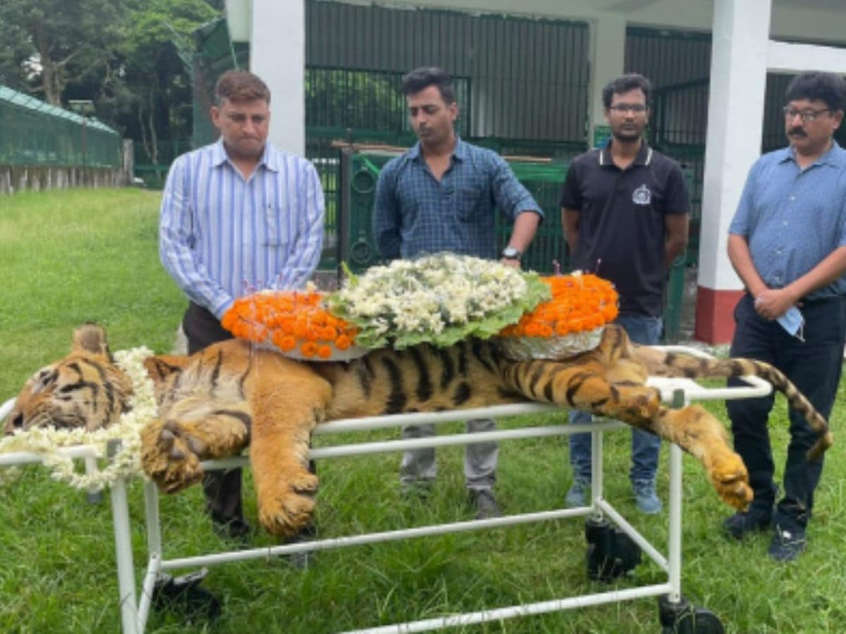 Video: देश के सबसे बुजुर्ग रॉयल बंगाल टाइगर 'राजा' का निधन, जिलाधिकारी ...