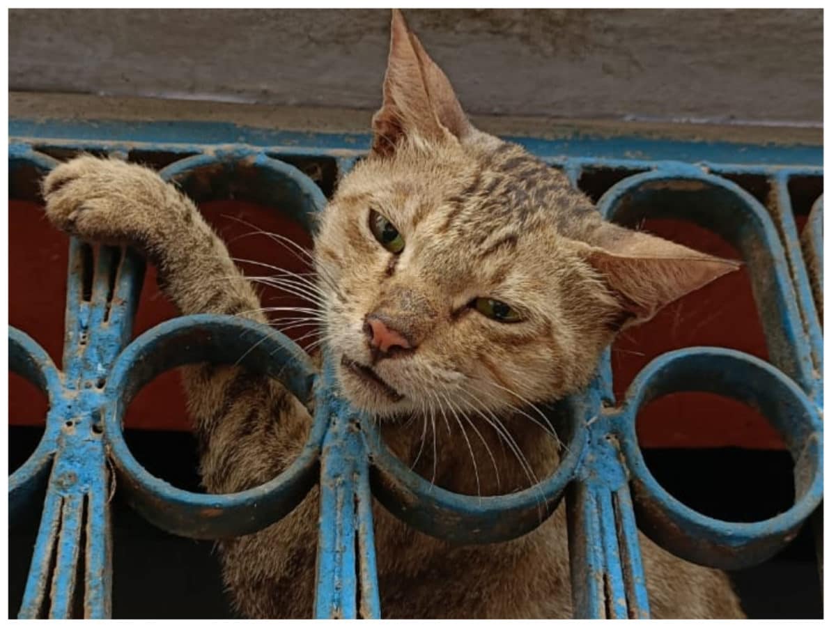 Agra: मकान की खिड़की में फंसी बिल्ली की गर्दन, कई घंटे छटपटाती रही, फिर ...