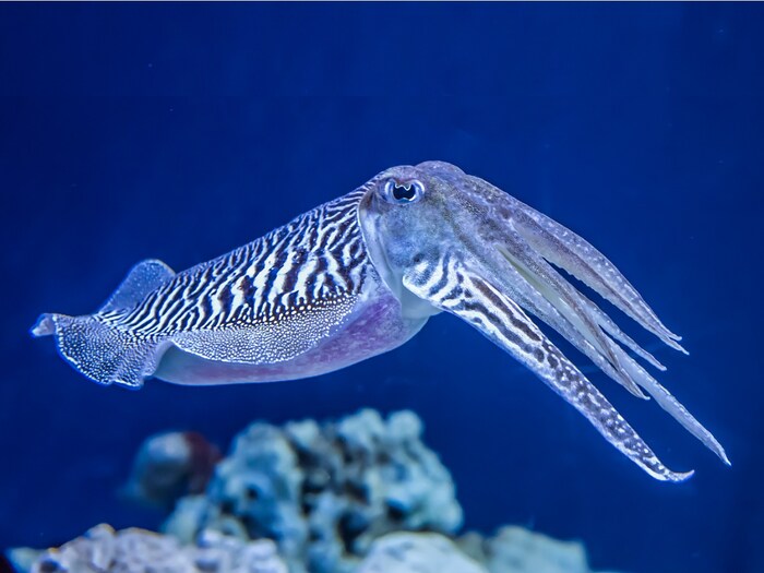 उम्मीद से कहीं जटिल हो सकता है समुद्र के गिरगिट का छद्मरूप - cuttlefish ...