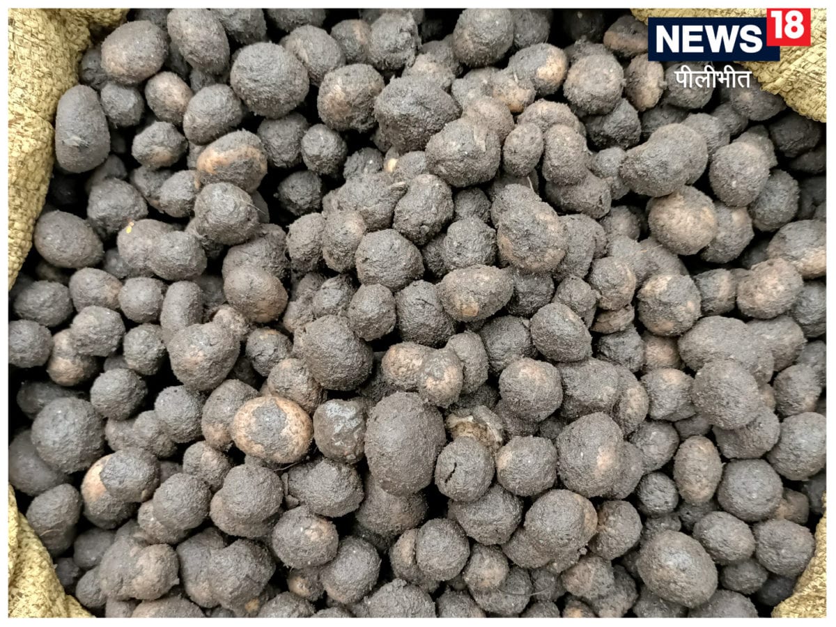 Katrua Vegetable: मटन से भी मंहगी है यह जंगली सब्जी, जानें क्‍यों ...