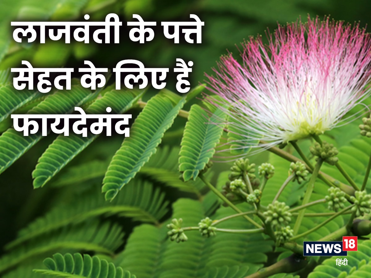 मानसिक तनाव और मधुमेह दूर करती हैं लाजवंती की पत्तियां और भी हैं फायदे ...