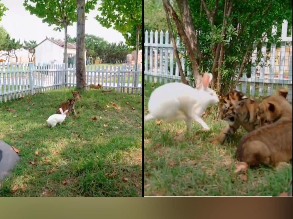 खरगोश ने ऐसे दी टाइगर को मात, डिफेंस नहीं लगातार अटैक की रणनीति अपनाकर ...