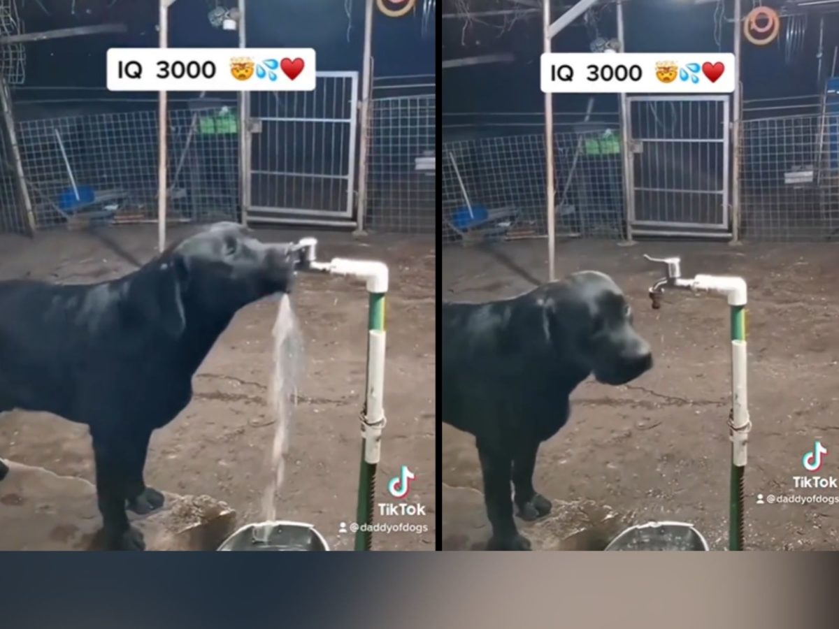 सुपर इंटेलिजेंट डॉग को देख वाह-वाह कर उठेंगे आप, प्यास और पर्यावरण ...