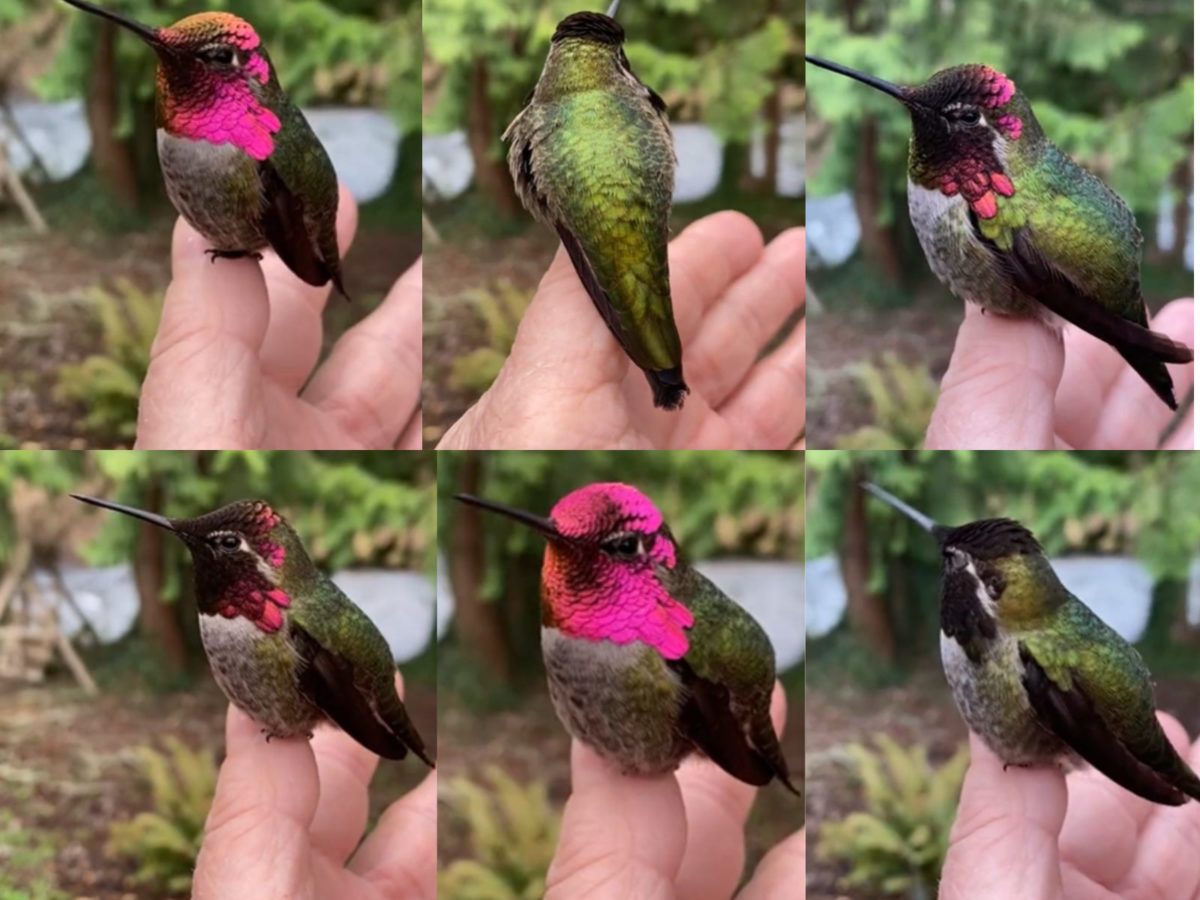 रंग बदलती चिड़िया ने मन मोह लिया, सतरंगी पंखों में वाली के हर सेकेंड ...