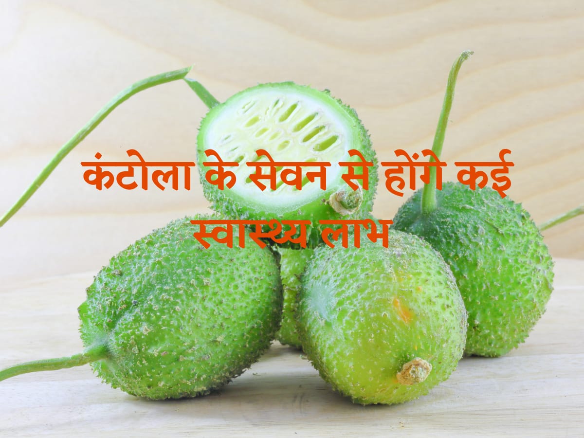 कब्ज से आराम दिलाता है कंटोला, इसकी कम कैलोरी वजन कंट्रोल करने में है ...