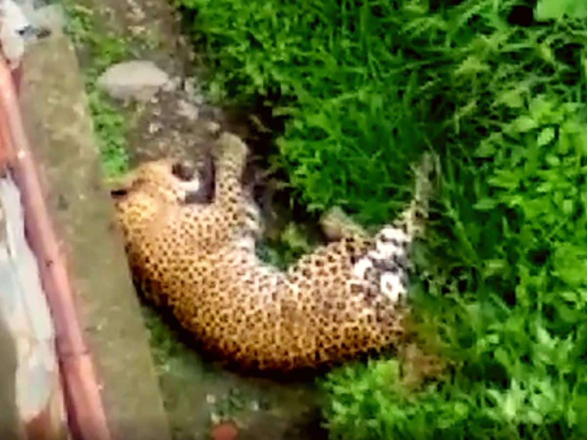 पौड़ी: गुलदार ने दो महिलाओं पर किया जानलेवा हमला, हमले के बाद गुलदार की ...