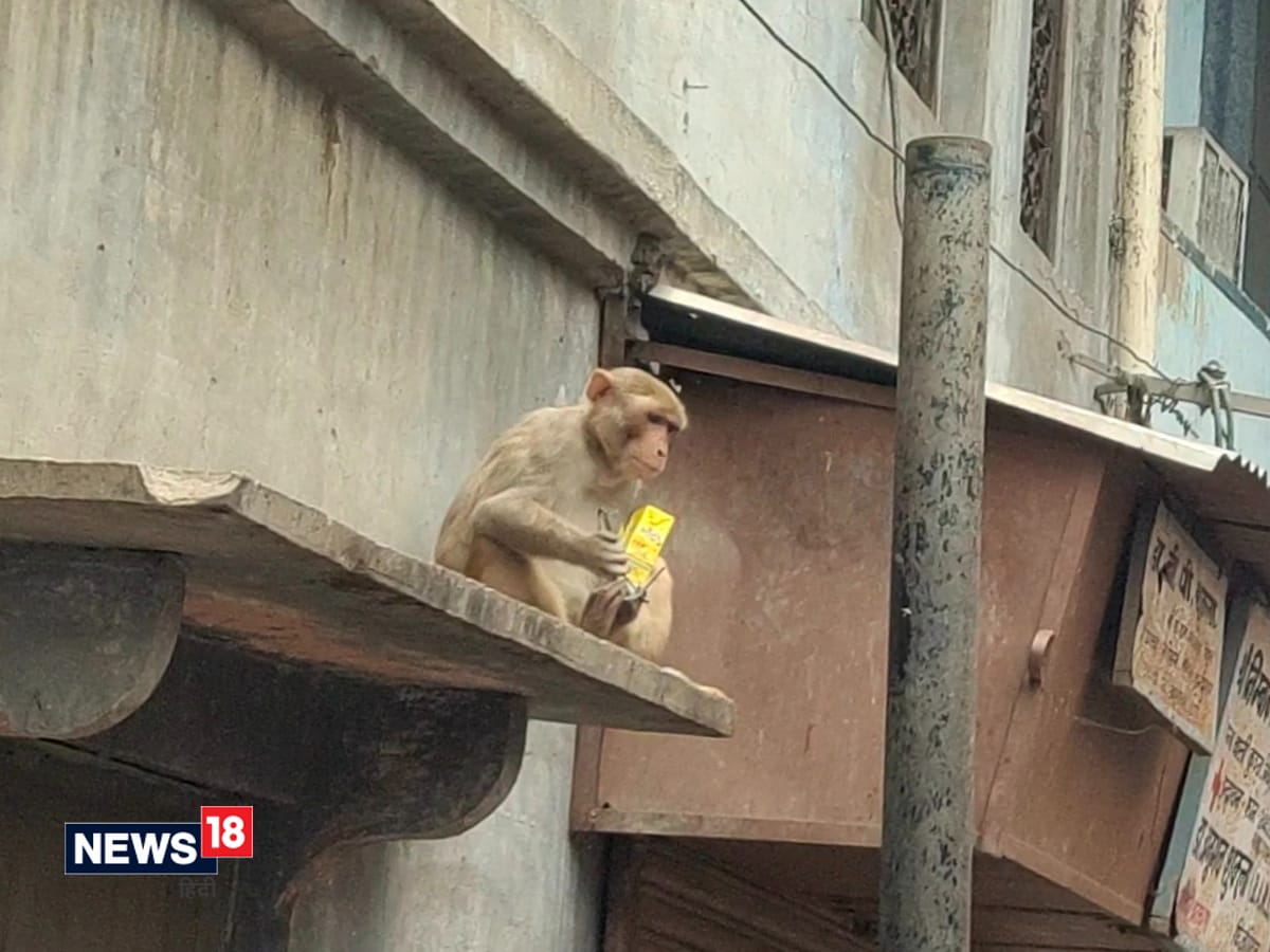 वृंदावन में बंदरों का आतंक, चश्मे और मोबाइल के बदले श्रद्धालुओं से ...