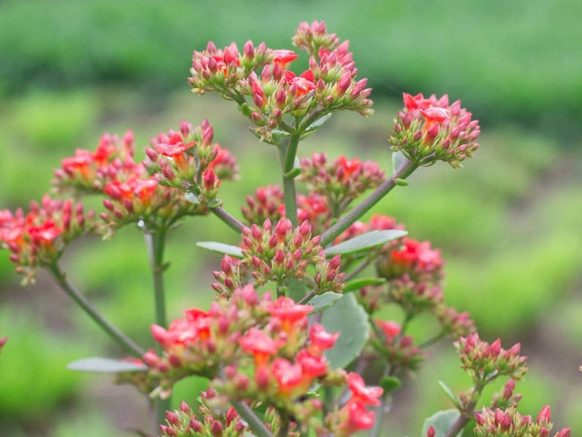 वो जादुई पौधा, जिसे उगाने के लिए नहीं होती बीज की ज़रूरत ! सौ मर्ज़ों ...