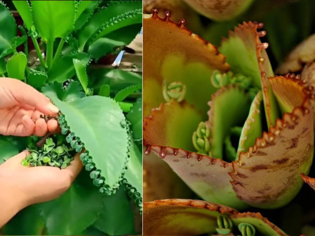 वो जादुई पौधा, जिसे उगाने के लिए नहीं होती बीज की ज़रूरत ! सौ मर्ज़ों ...