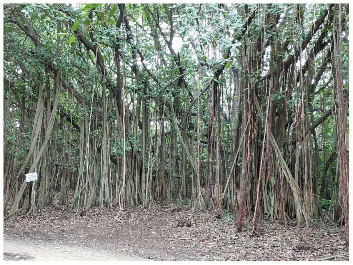 Akshay Vat: लखनऊ में है 250 साल पुराना आस्था का अद्भुत अक्षय वट, लोग ...