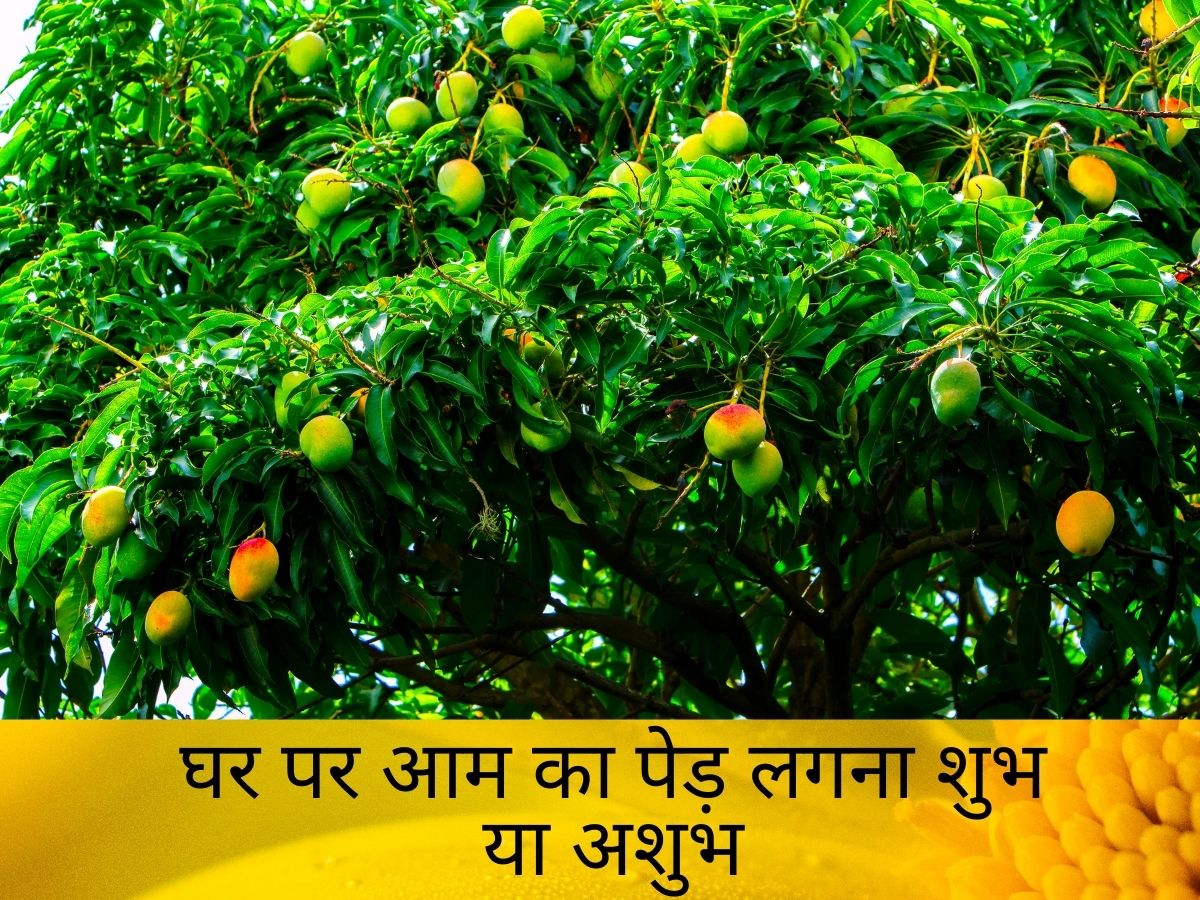 घर के आंगन में आम का पेड़ लगाना शुभ या अशुभ? जानिए - according to vastu ...