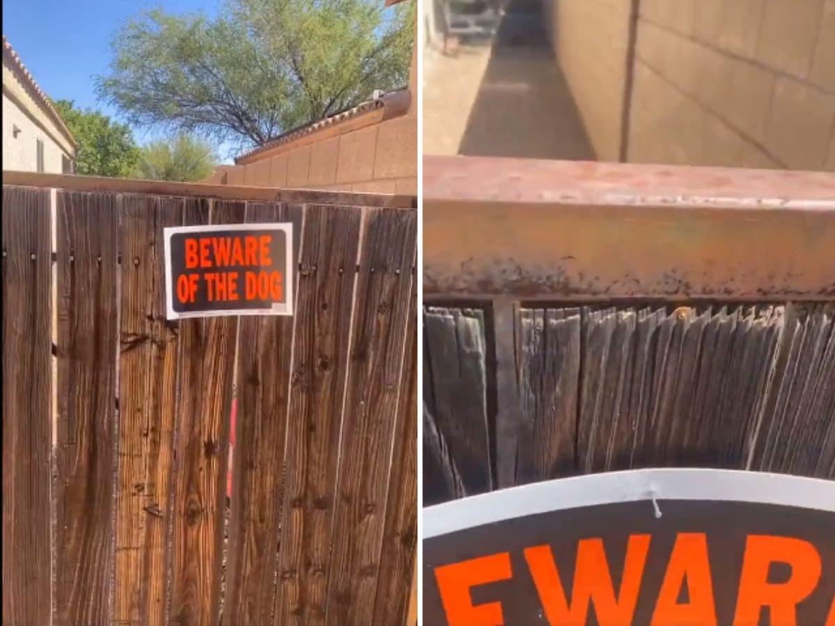 VIDEO: बाहर बोर्ड पर लिखा था- 'कुत्ते से सावधान!' अंदर नजर आया ऐसा ...