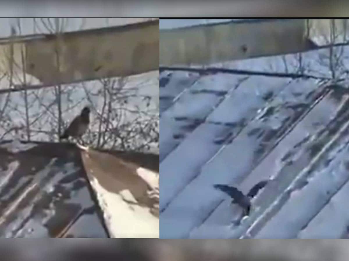 Video : डब्बे के ढक्कन से स्नोबोर्डिंग कर रहा था कौआ, 90 लाख लोगों ने ...