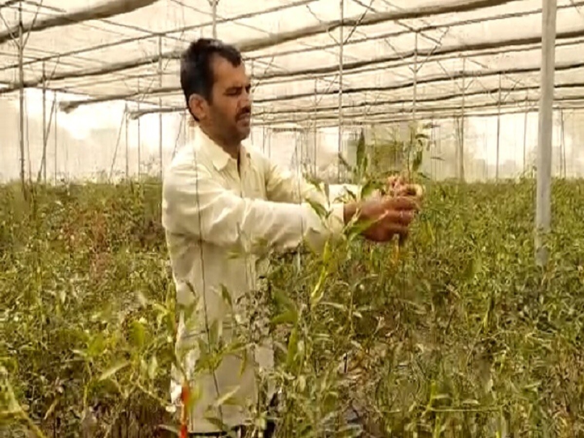 ऑर्गेनिक खेती का कमाल: हरियाणा के किसान ने रेतीली जमीन पर उगा दिए खजूर ...