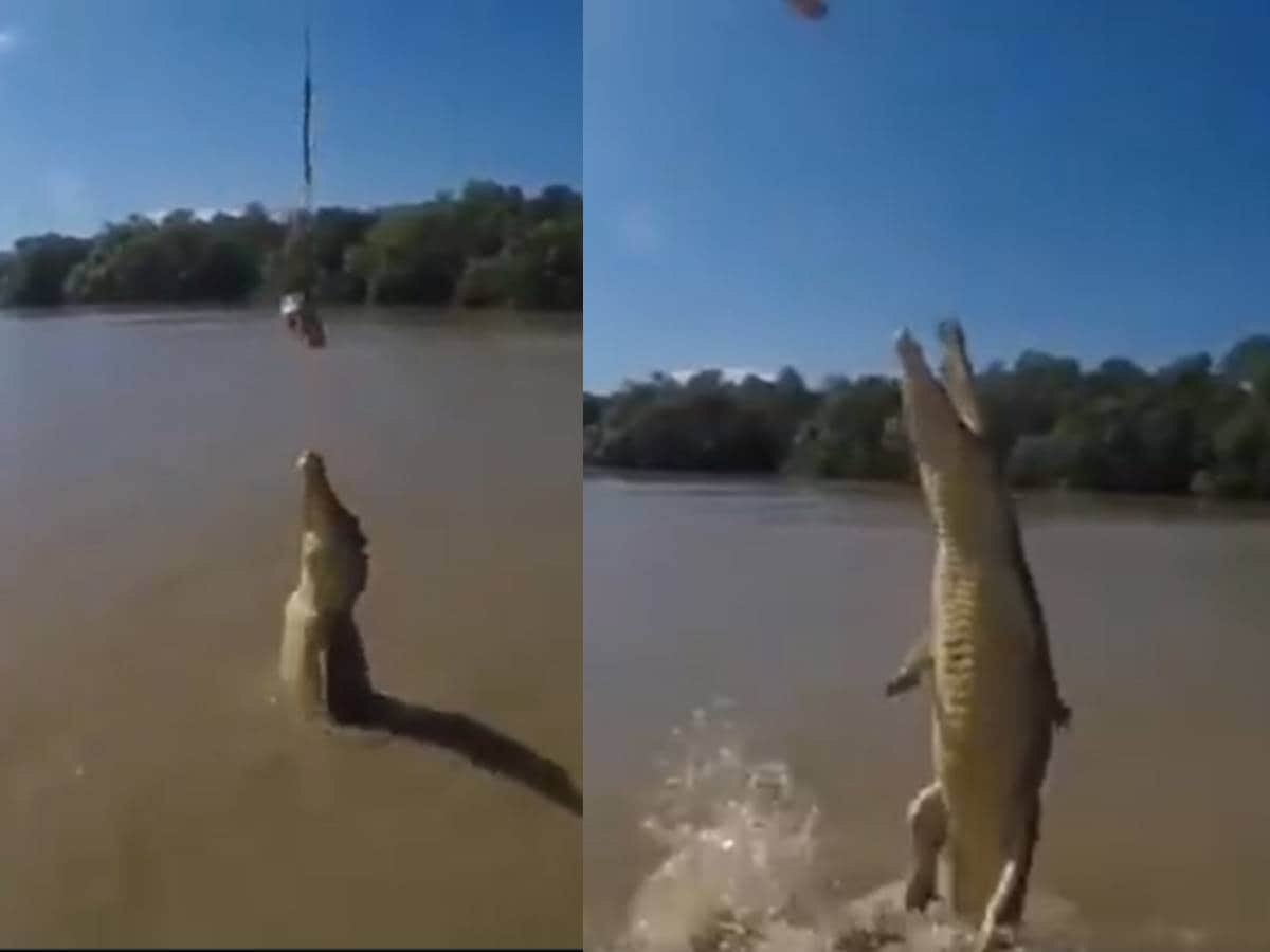 Video : हवा में उड़ा पानी में रहने वाला मगरमच्छ, देखकर हैरान रह गए लोग ...