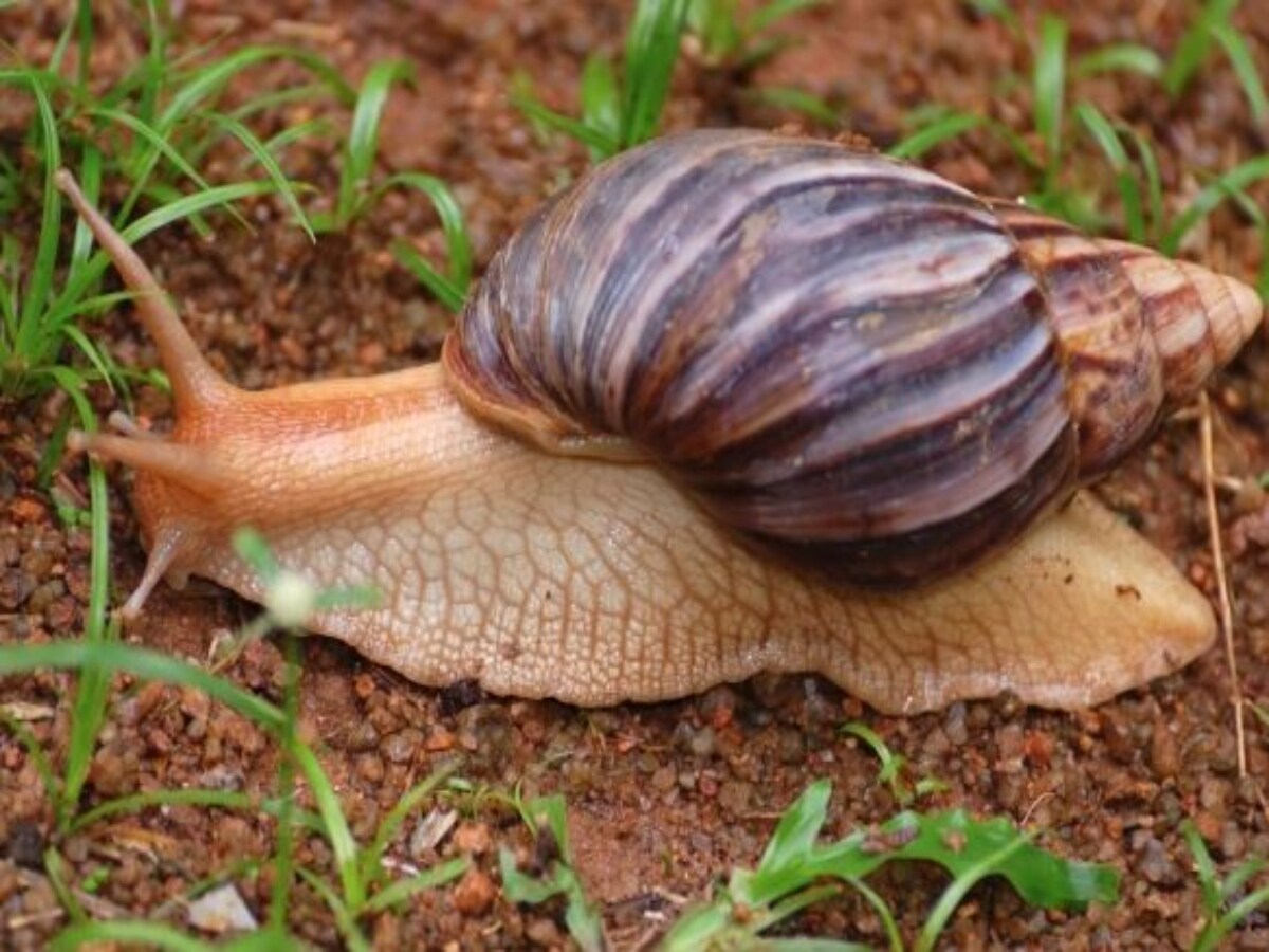 गौर से देख लीजिये इस घोंघे को, बरसात में आए नजर तो तुरंत हो जाएं दूर ...