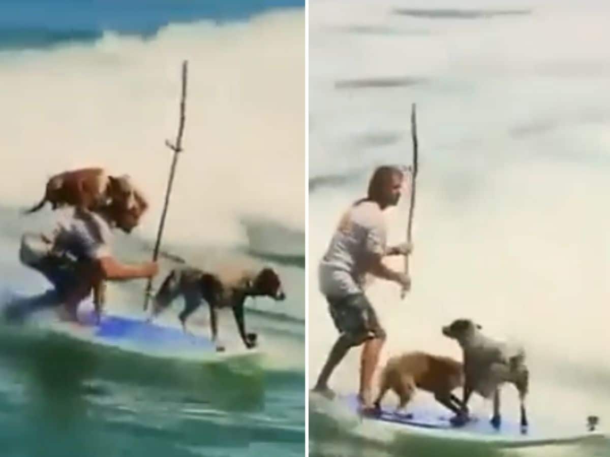 VIDEO: कुत्तों के साथ शख्स ने की लहरों पर सवारी! मस्ती में सर्फिंग करते ...