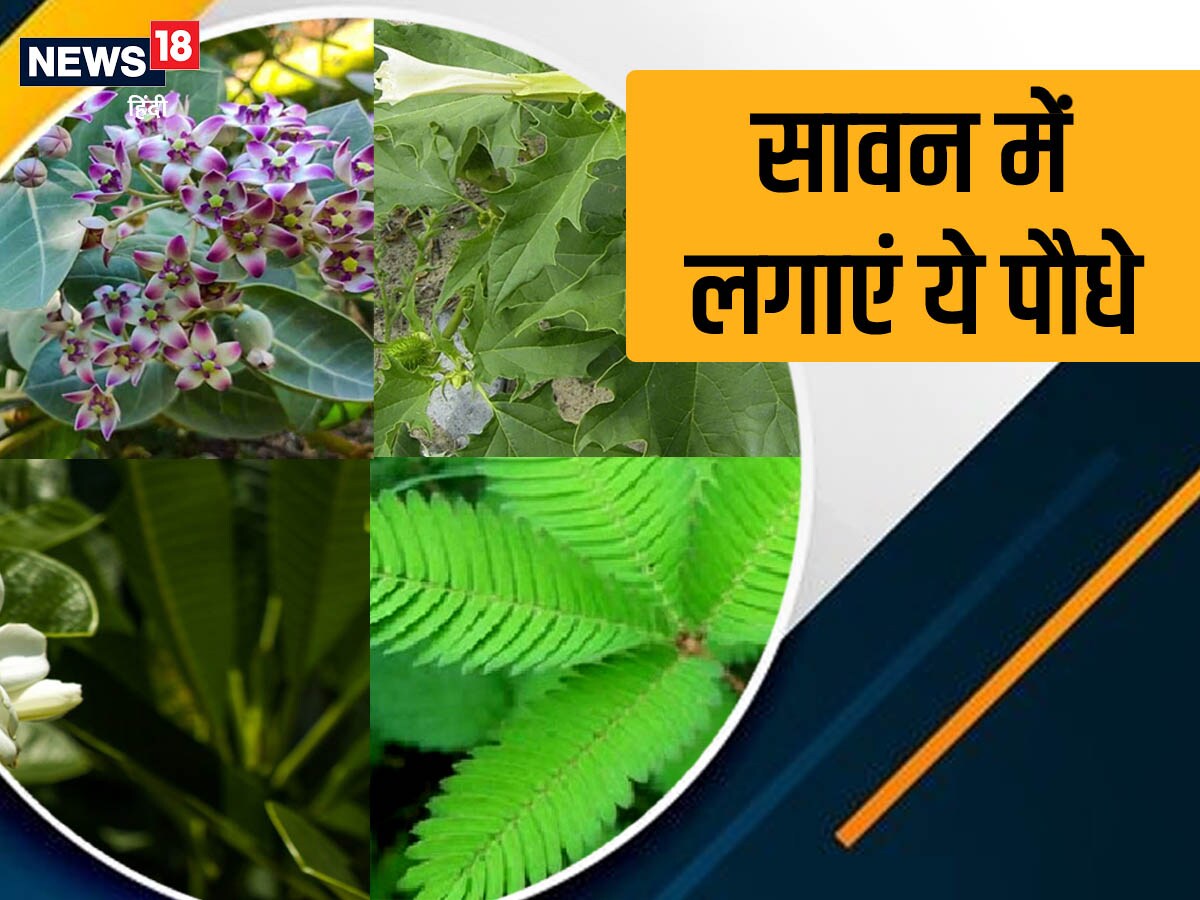 सावन के महीने में इन 5 पौधों को लगाकर पा सकते हैं धन-संपदा - sawan mass ...