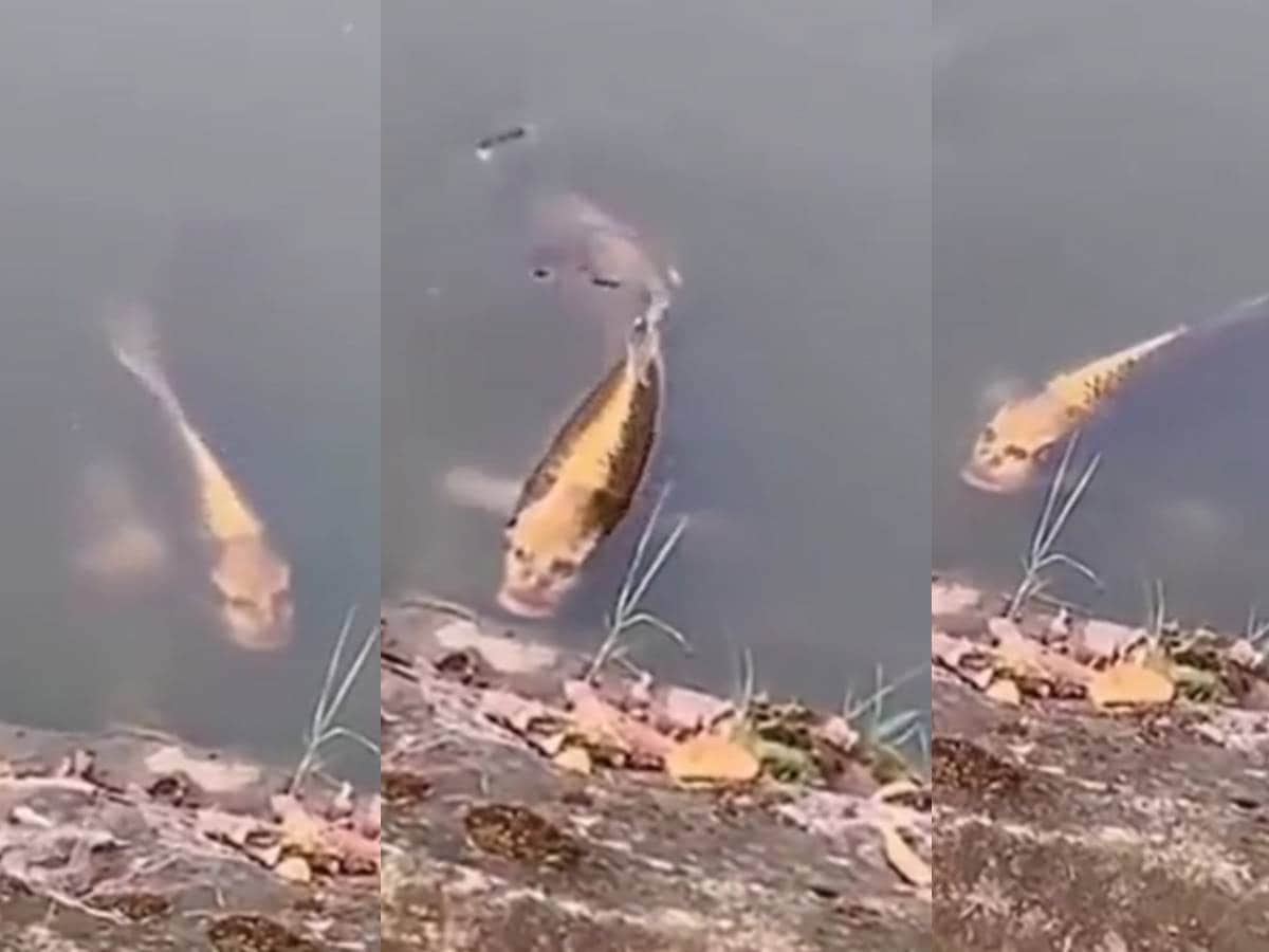 Video : पानी में दिखा इंसानी शक्ल वाला जीव, मछली है या फिर कुछ और ...