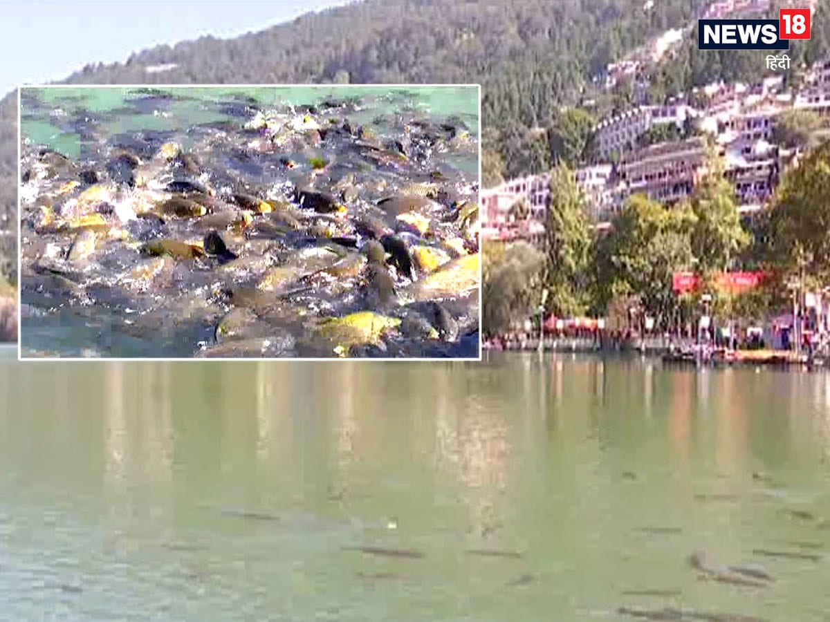 Nainital : झीलों को खोखला कर रही है विदेशी मछली! वैज्ञानिक शोध ने कैसे ...